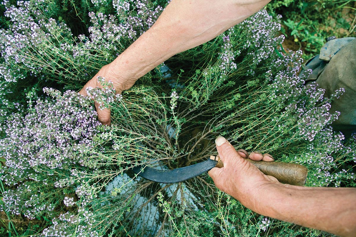 Vrtni timijan za blaženje kašlja, prebavila in kozmetiko | Zdravje